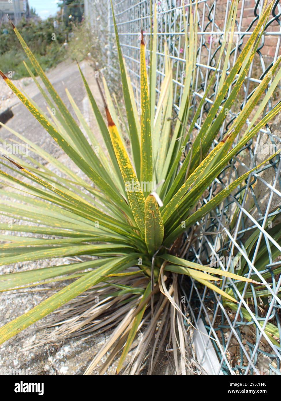New Zealand cabbage tree (Cordyline australis) Plantae Stock Photo - Alamy