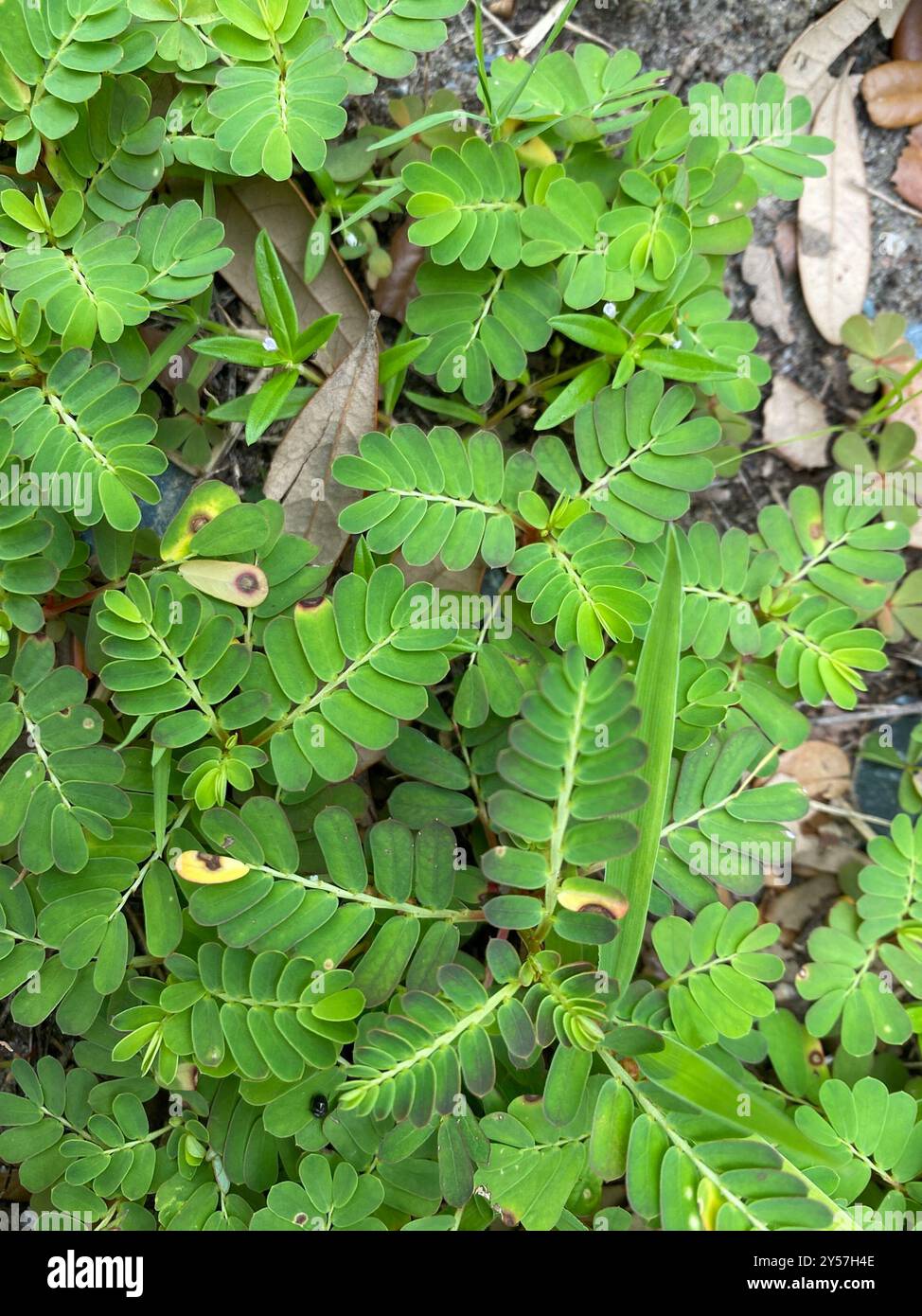Chamberbitter (Phyllanthus urinaria) Plantae Stock Photo - Alamy