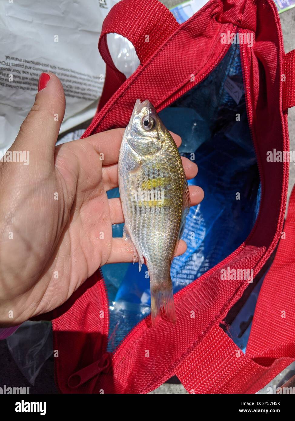 Shiner Surfperch (Cymatogaster aggregata) Actinopterygii Stock Photo ...