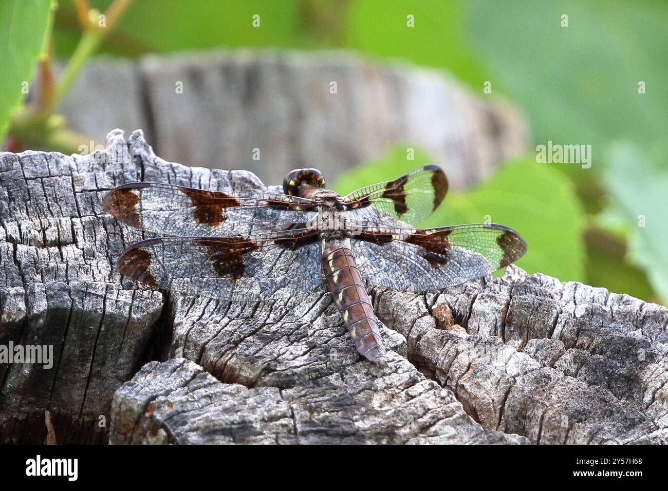 Common Whitetail (Plathemis lydia) Insecta Stock Photo - Alamy
