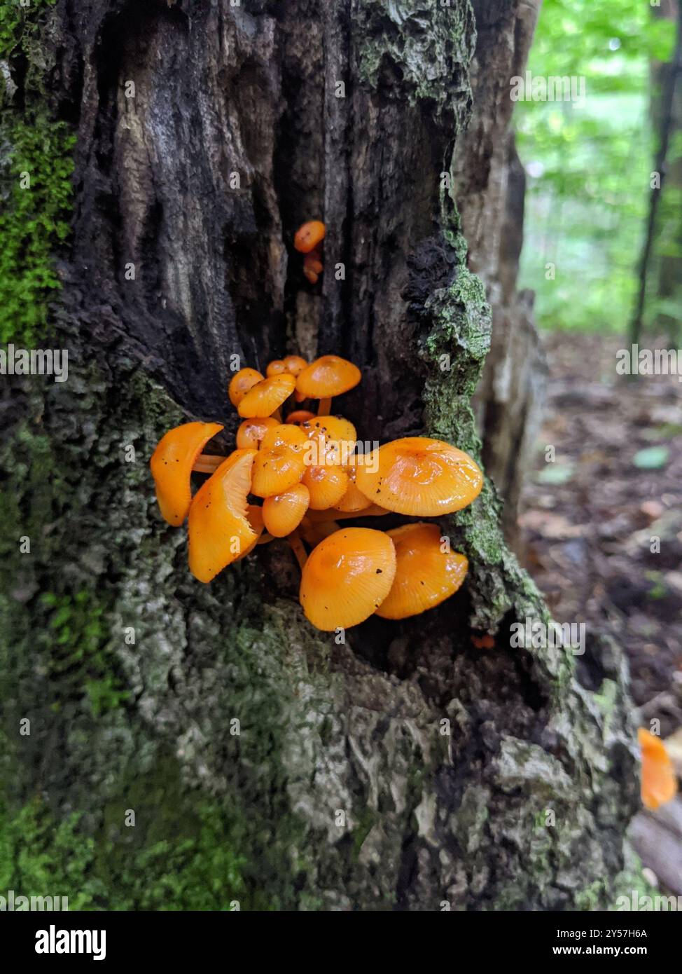 orange mycena (Mycena leaiana) Fungi Stock Photo - Alamy