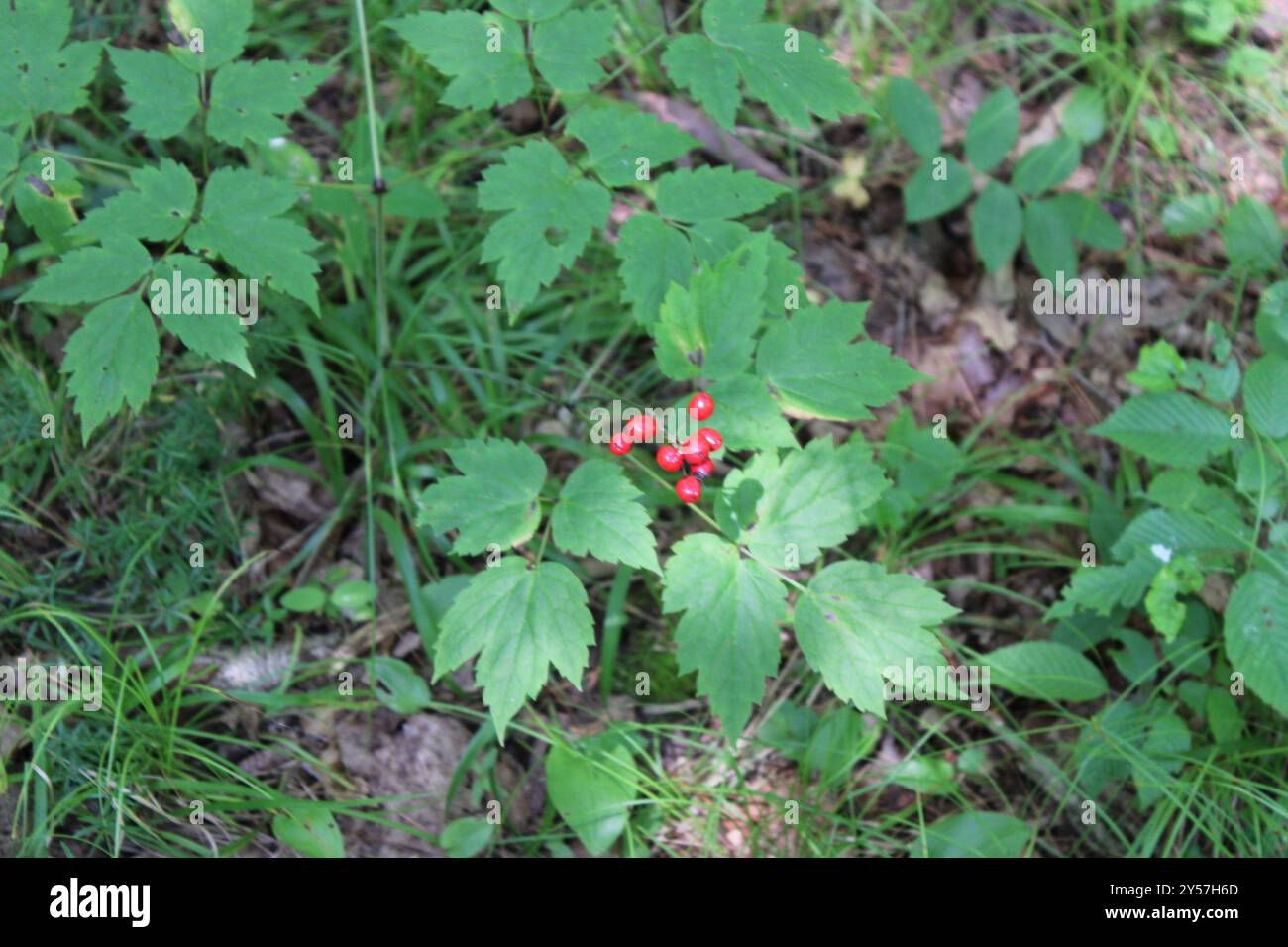red baneberry (Actaea rubra) Plantae Stock Photo - Alamy