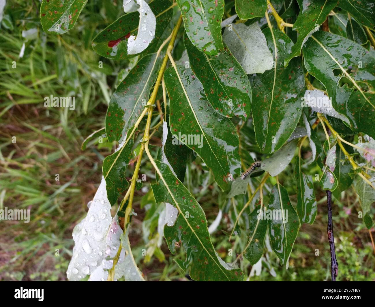 pussy willow (Salix discolor) Plantae Stock Photo - Alamy