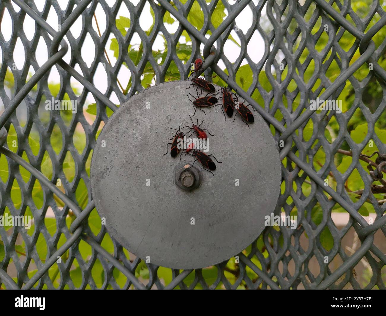 Eastern Boxelder Bug (Boisea trivittata) Insecta Stock Photo - Alamy