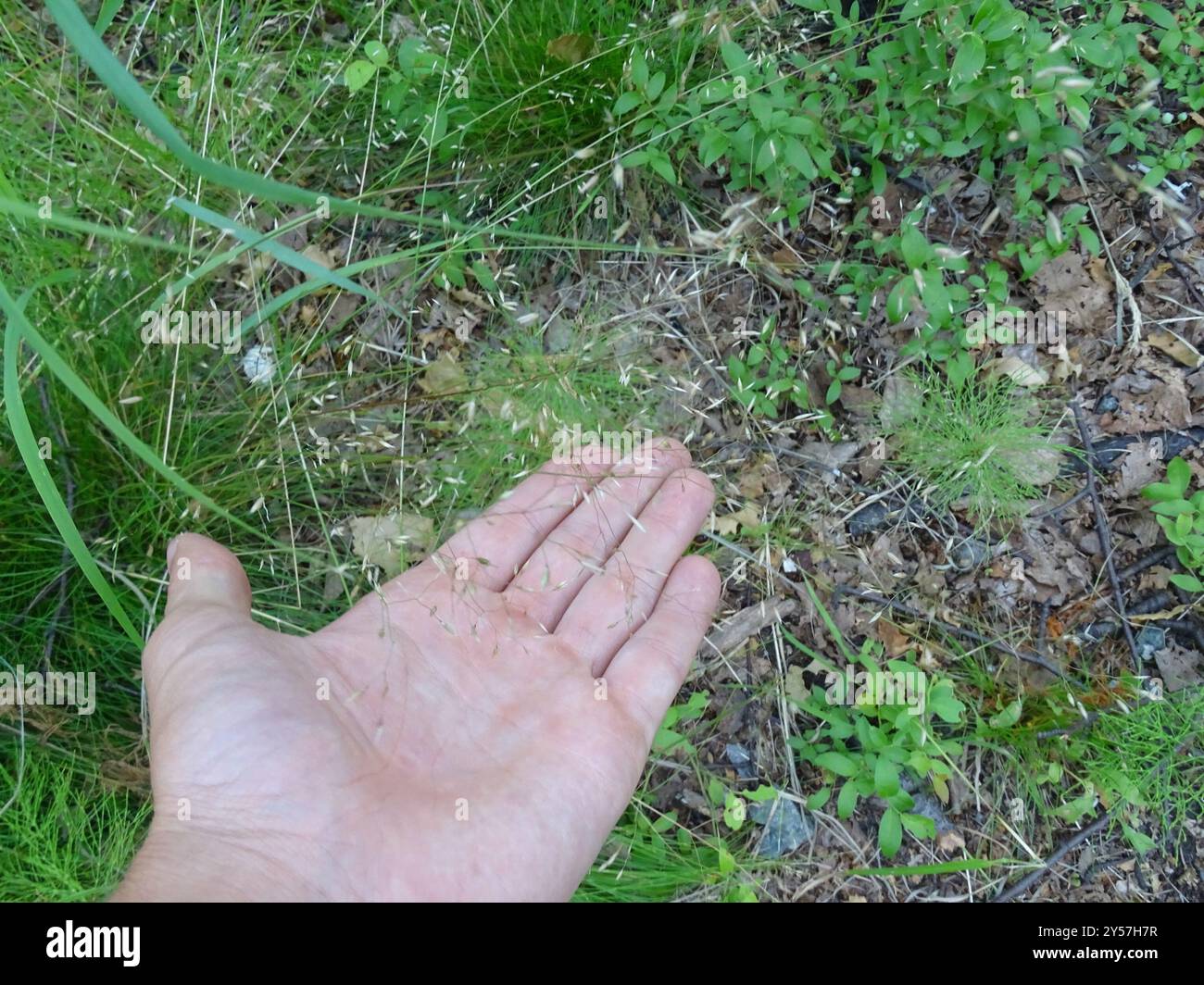 wavy hair-grass (Avenella flexuosa) Plantae Stock Photo - Alamy