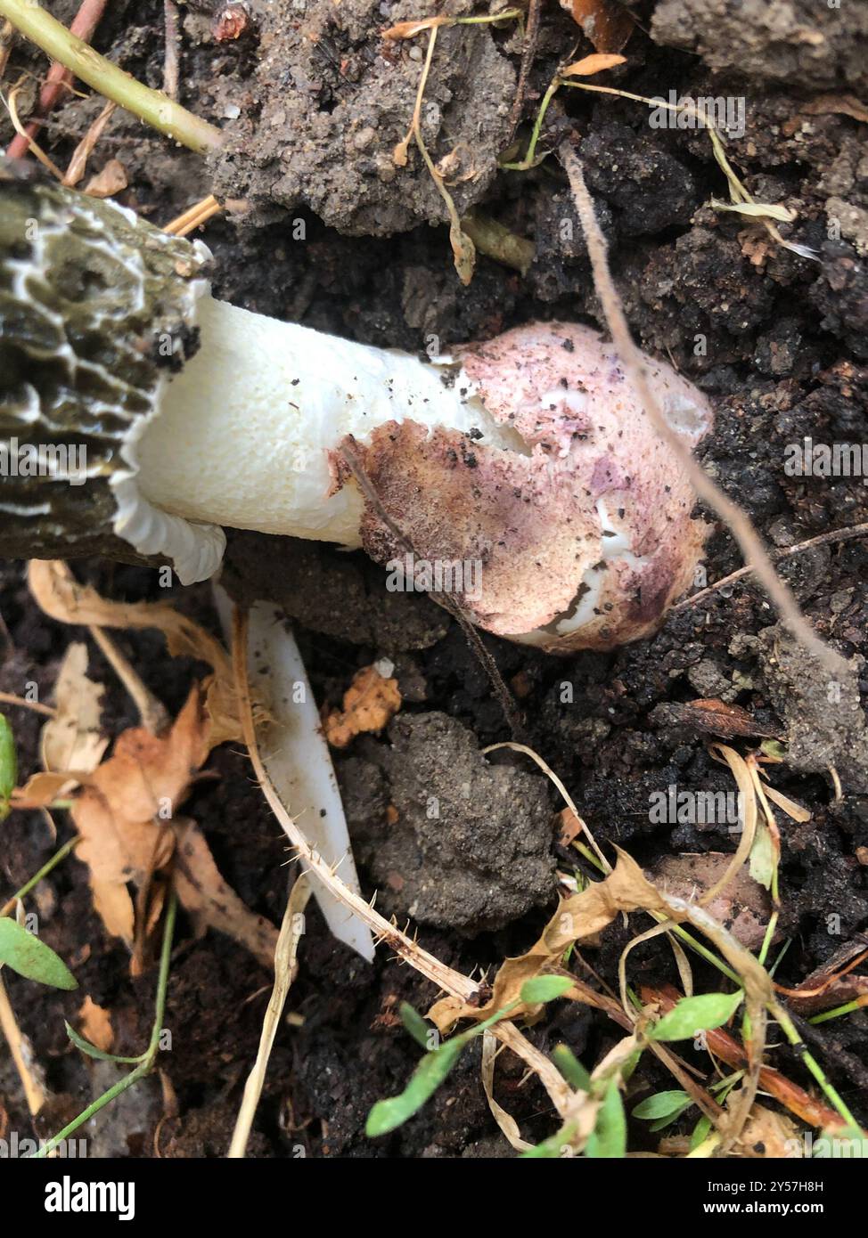 dune stinkhorn (Phallus hadriani) Fungi Stock Photo - Alamy