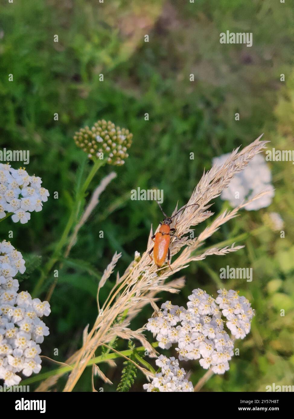 Red Pine Longhorn Beetle (Stictoleptura rubra) Insecta Stock Photo - Alamy