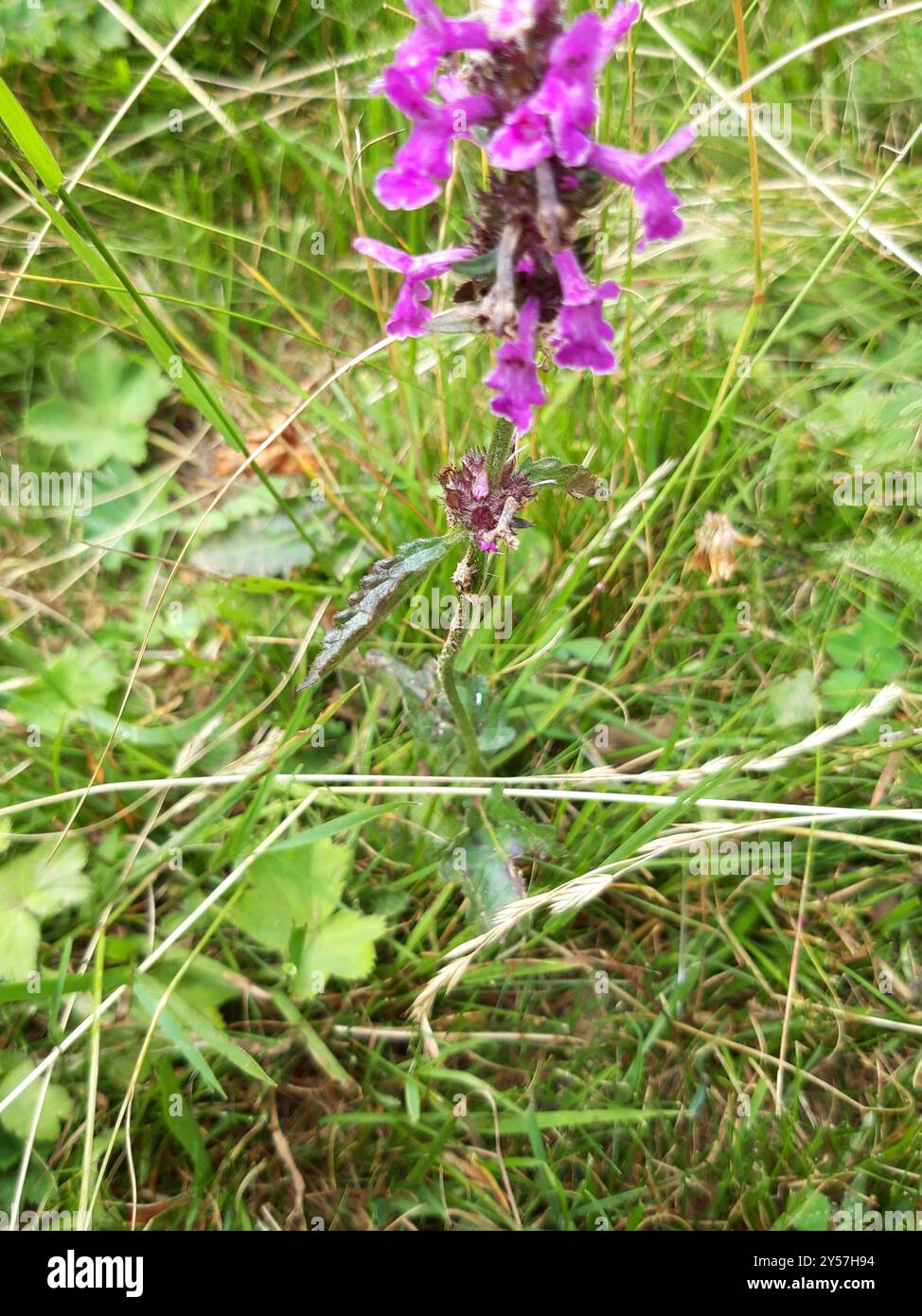 common hedge-nettle (Betonica officinalis) Plantae Stock Photo - Alamy