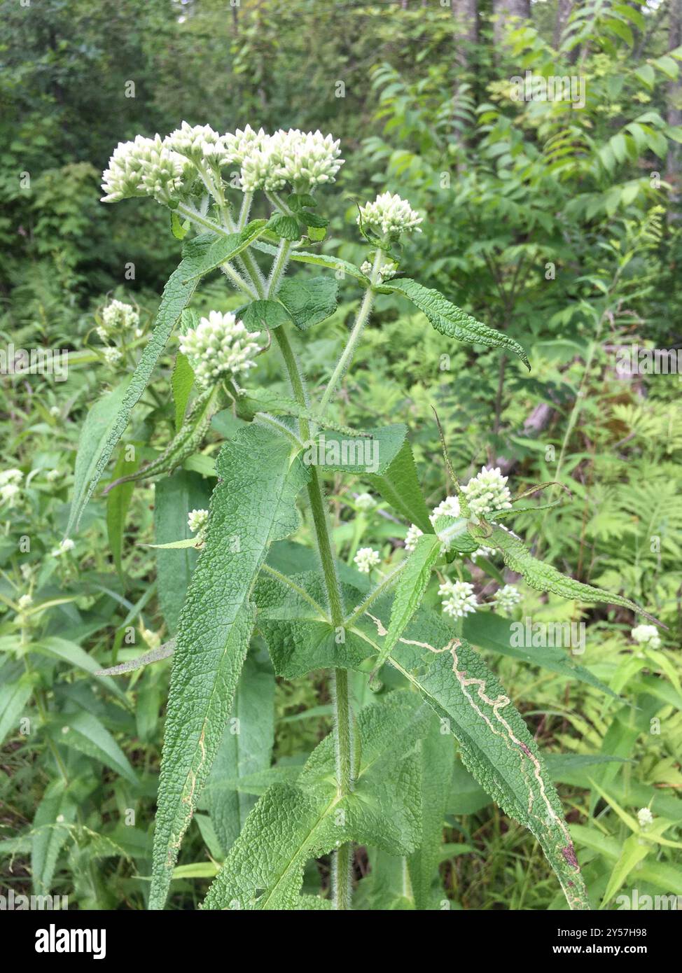common boneset (Eupatorium perfoliatum) Plantae Stock Photo - Alamy