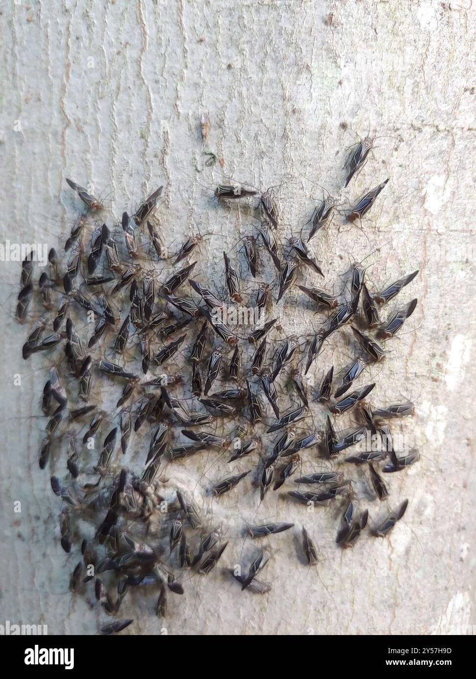 Tree Cattle (Cerastipsocus venosus) Insecta Stock Photo - Alamy
