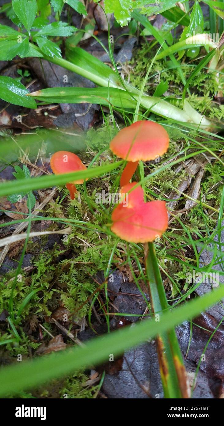 Scarlet Waxy Cap (Hygrocybe coccinea) Fungi Stock Photo - Alamy