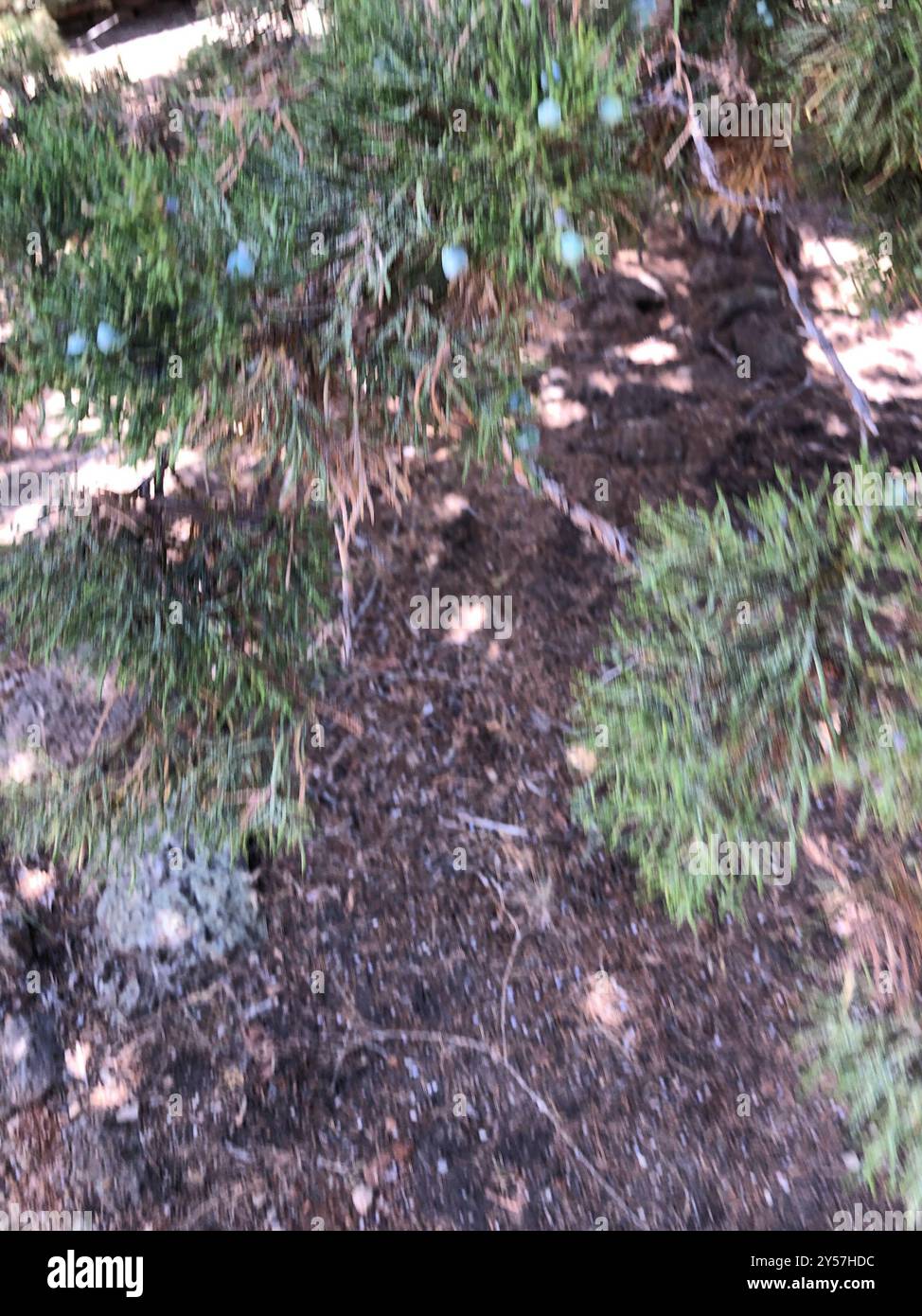 western juniper (Juniperus occidentalis) Plantae Stock Photo - Alamy