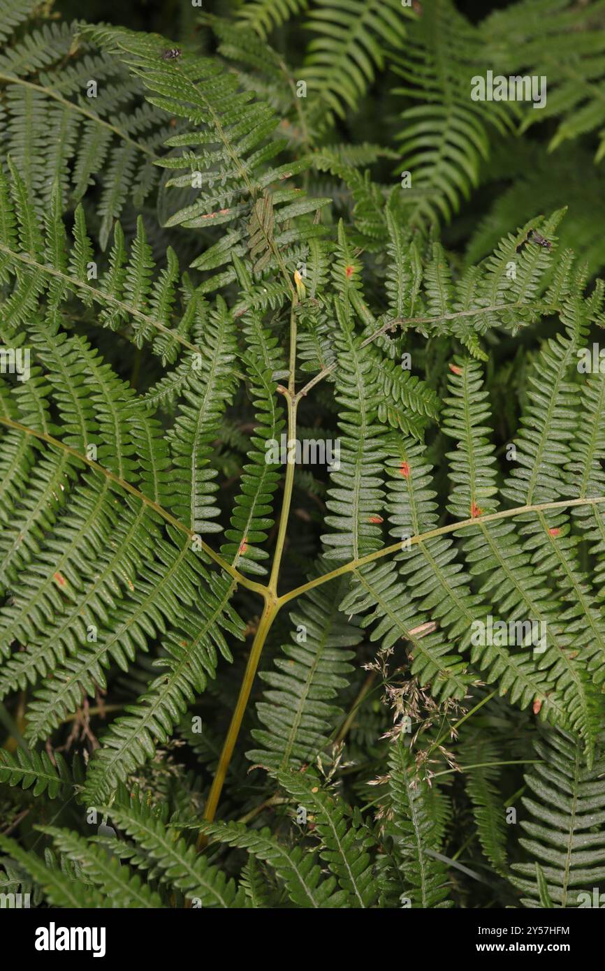 common bracken (Pteridium aquilinum) Plantae Stock Photo - Alamy