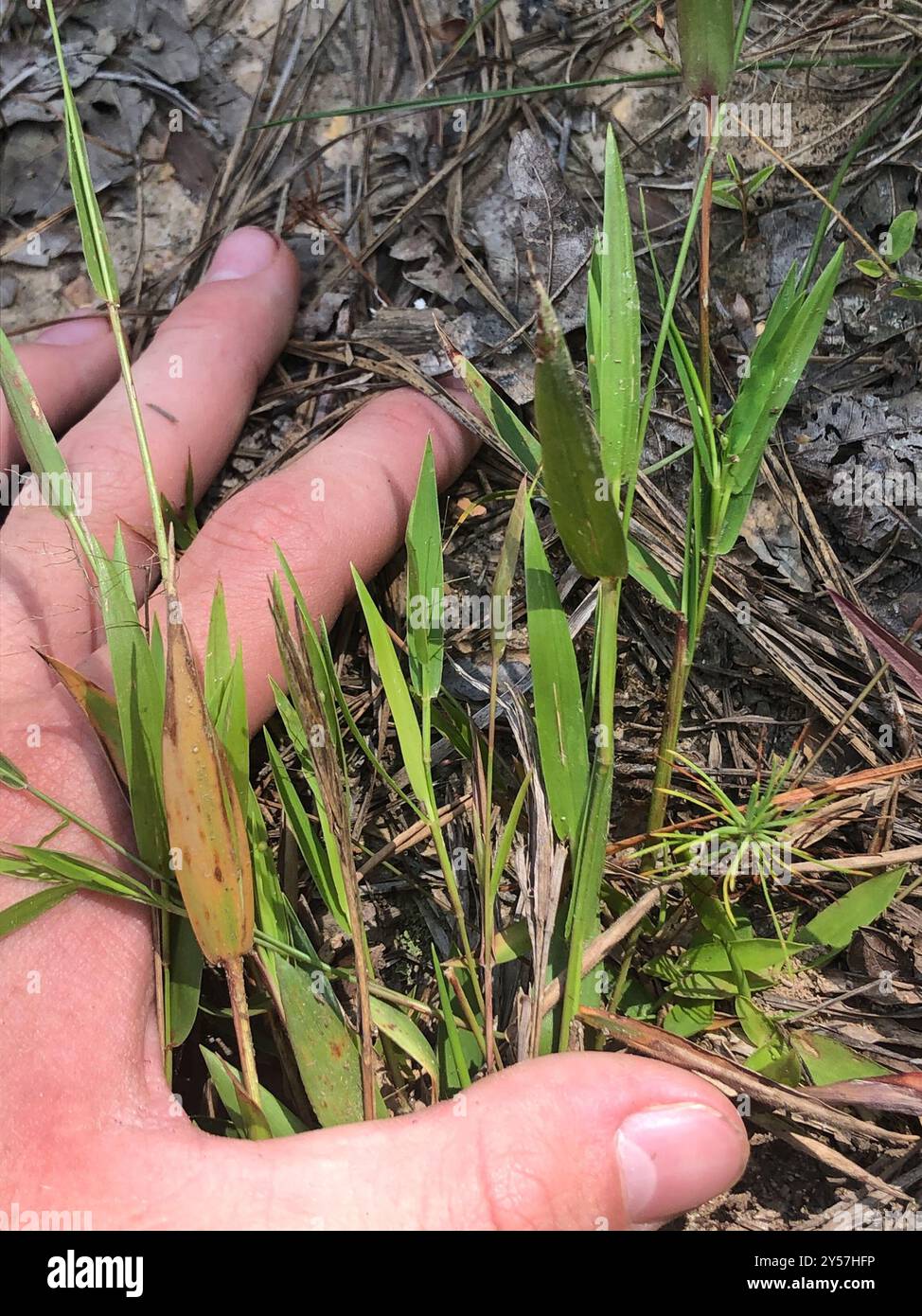 White-edged Witchgrass (Dichanthelium tenue) Plantae Stock Photo - Alamy