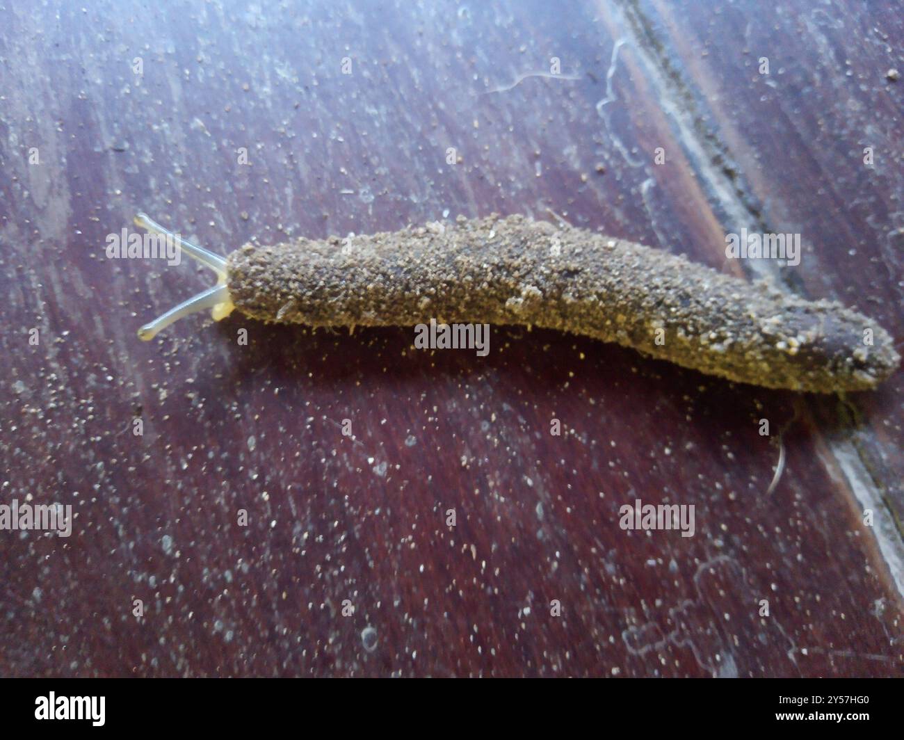 Leatherleaf Slugs (Veronicellidae) Mollusca Stock Photo - Alamy