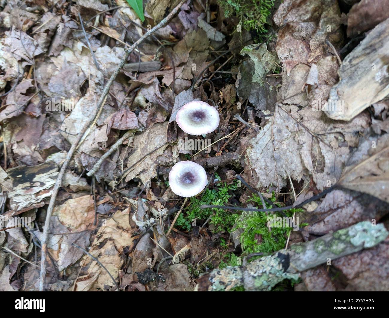 Fragile Brittlegill (Russula fragilis) Fungi Stock Photo - Alamy