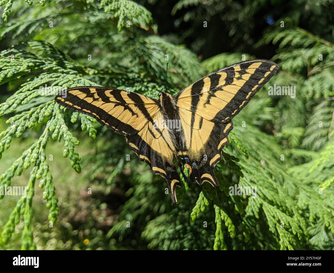 Western Tiger Swallowtail (Papilio rutulus) Insecta Stock Photo - Alamy