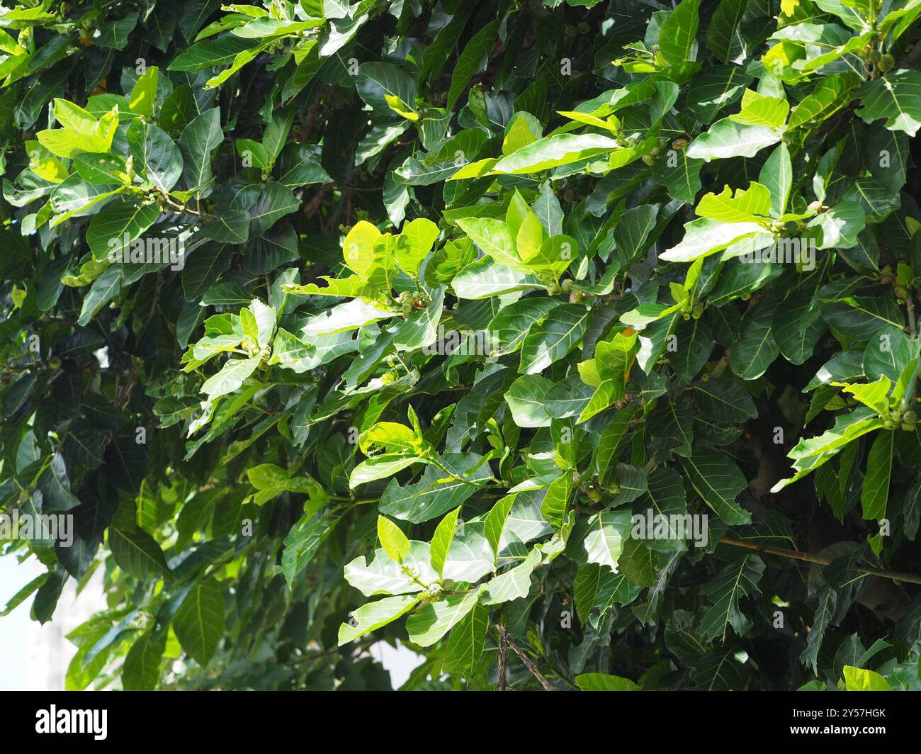 Hauili fig tree (Ficus septica) Plantae Stock Photo - Alamy