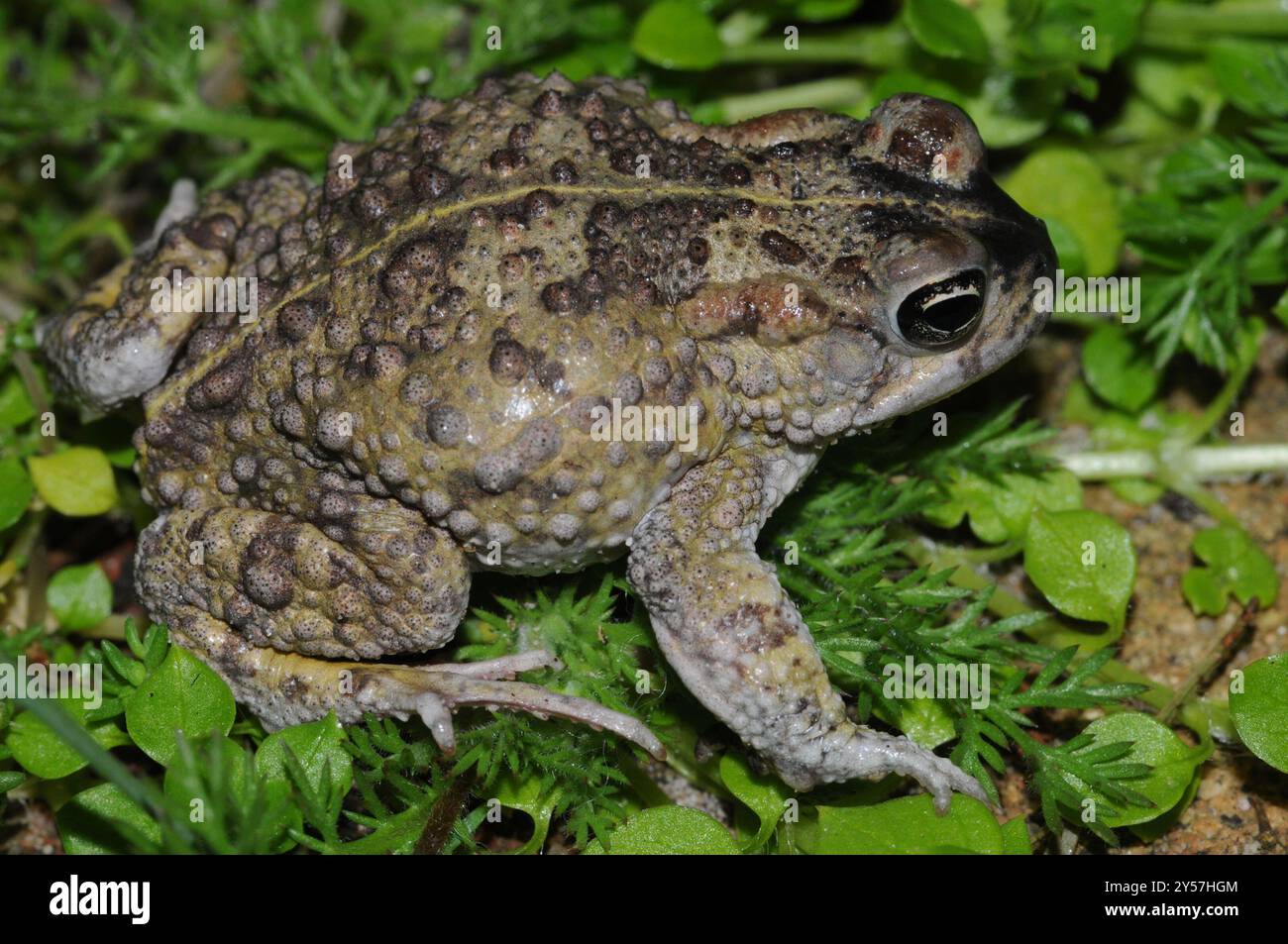 Sand Toad (Vandijkophrynus angusticeps) Amphibia Stock Photo - Alamy