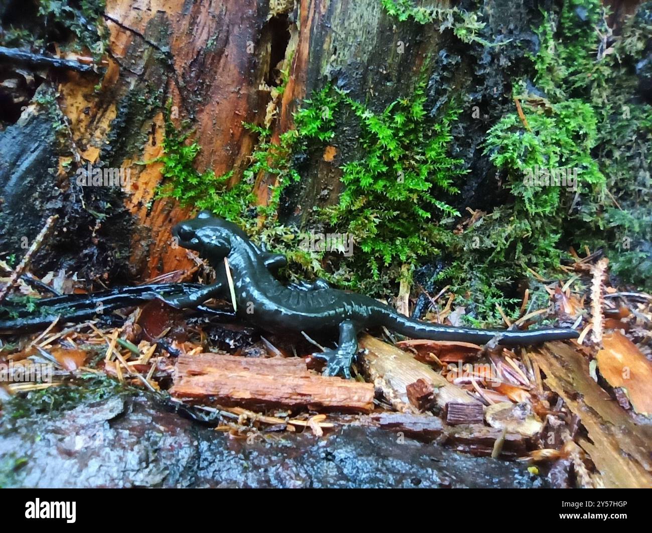 Alpine Salamander (Salamandra atra) Amphibia Stock Photo - Alamy