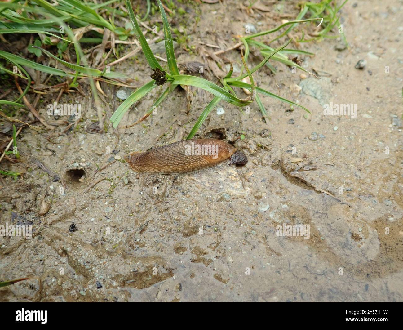 Roundback Slugs and Allies (Arionoidea) Mollusca Stock Photo - Alamy