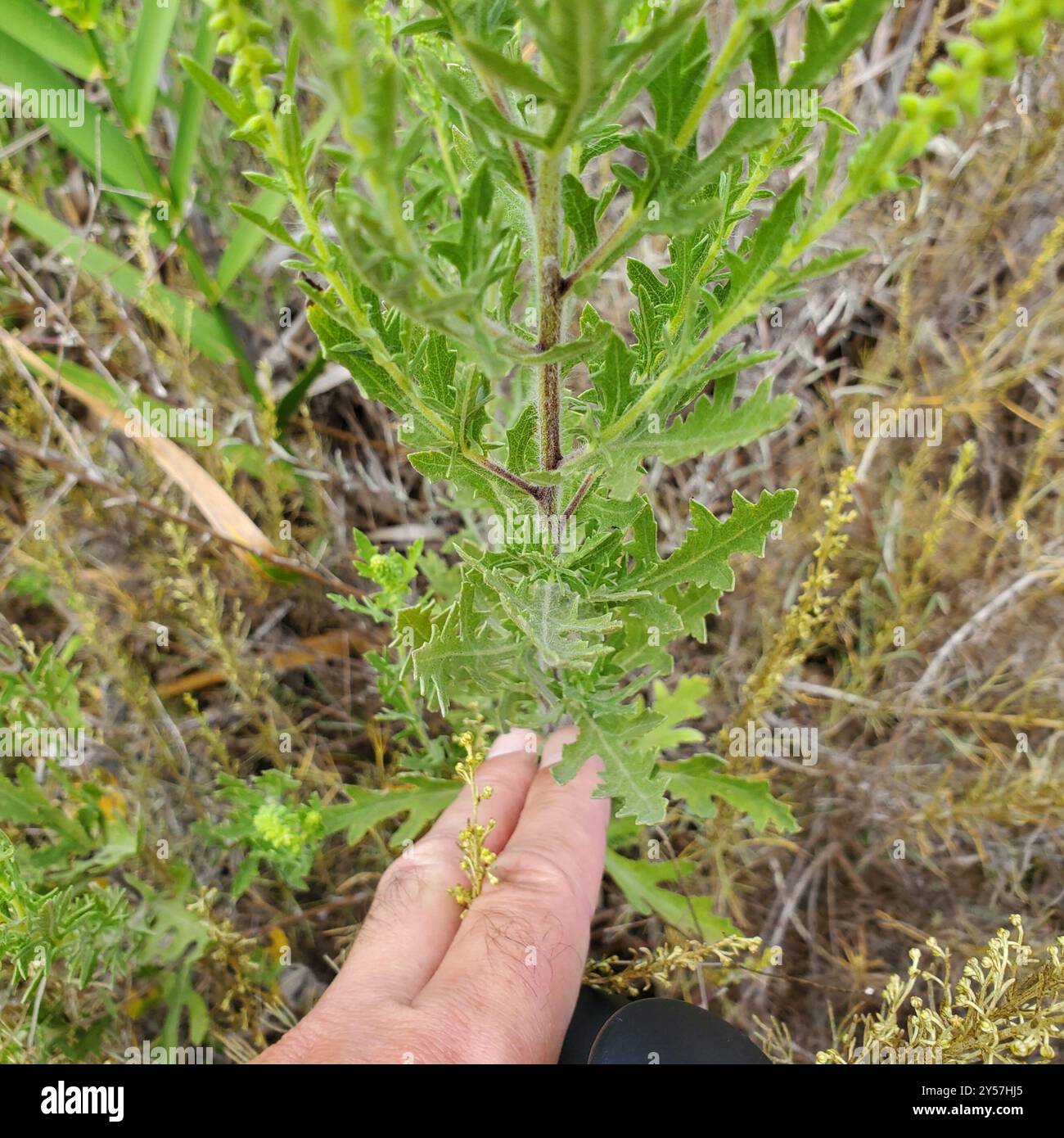 western ragweed (Ambrosia psilostachya) Plantae Stock Photo - Alamy
