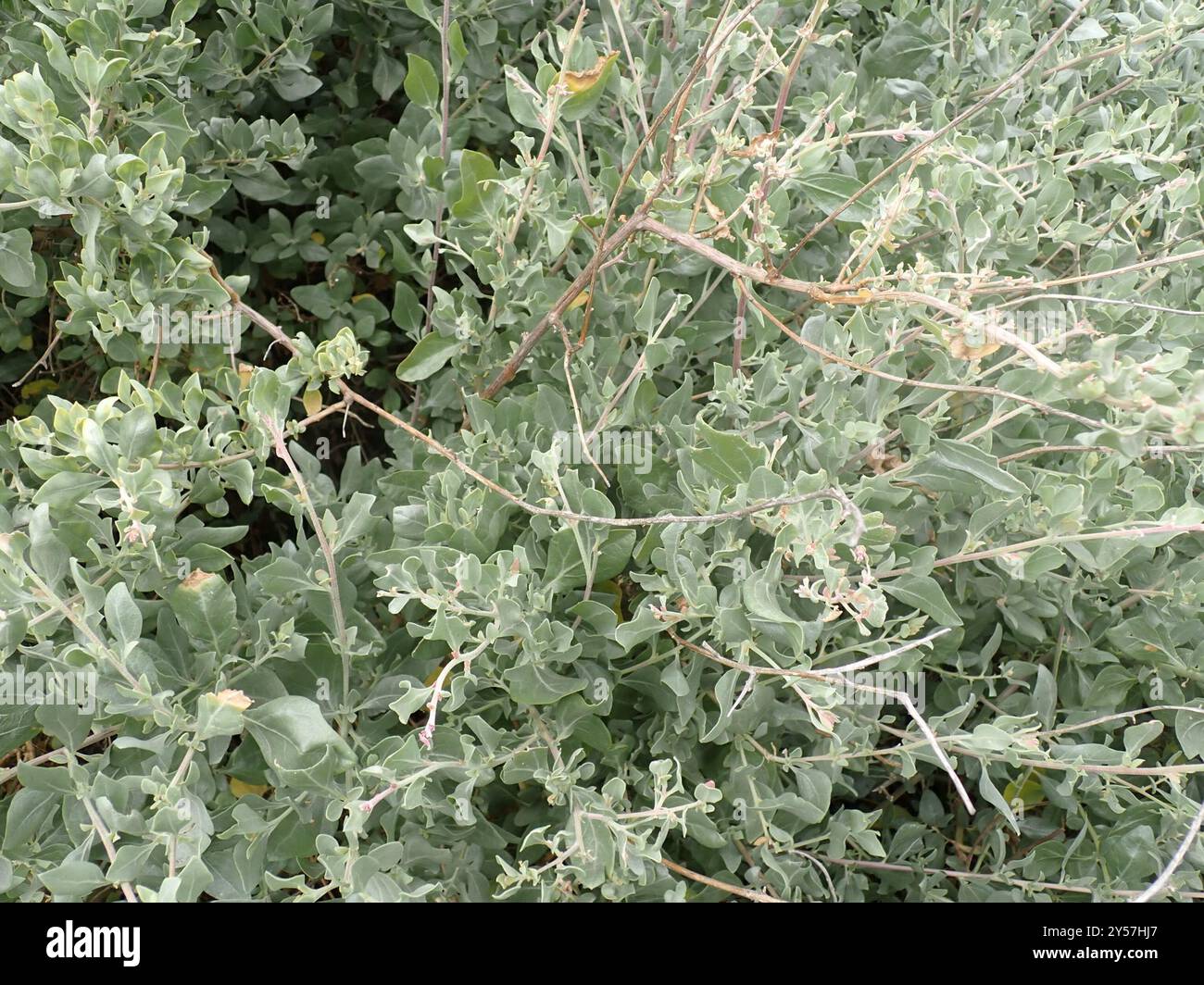 Mediterranean Saltbush (Atriplex halimus) Plantae Stock Photo - Alamy