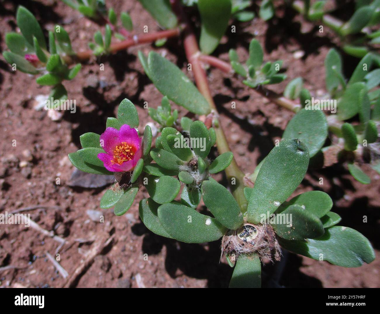 Paraguayan Purslane (Portulaca amilis) Plantae Stock Photo - Alamy