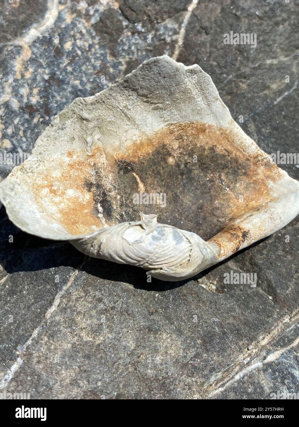 Piddocks and Angelwings (Pholadidae) Mollusca Stock Photo - Alamy
