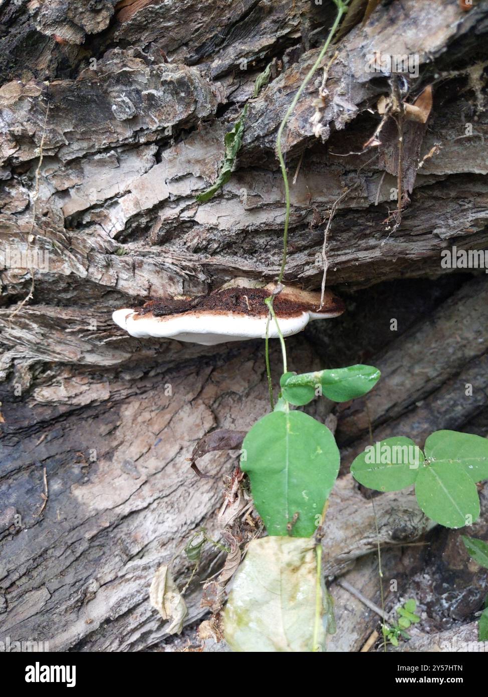 artist's bracket (Ganoderma applanatum) Fungi Stock Photo - Alamy