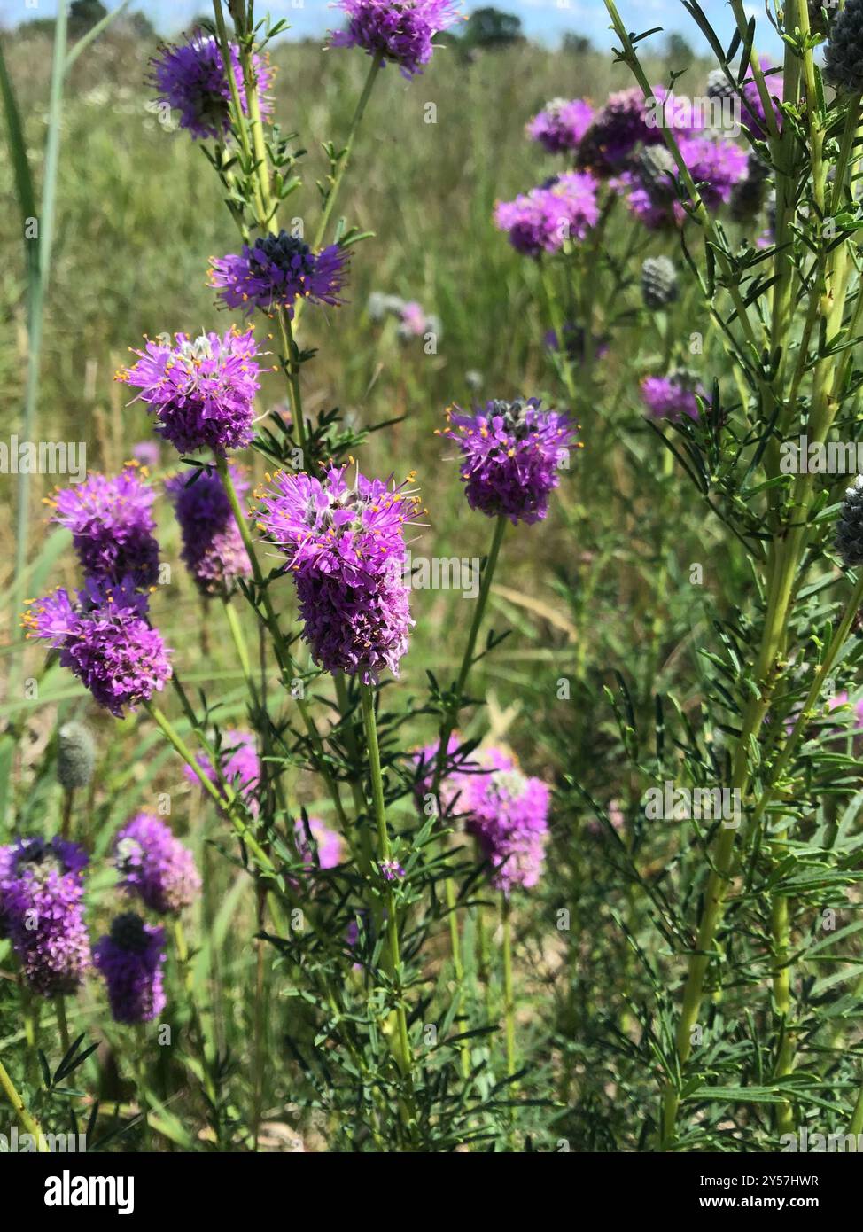 purple prairie clover (Dalea purpurea) Plantae Stock Photo - Alamy