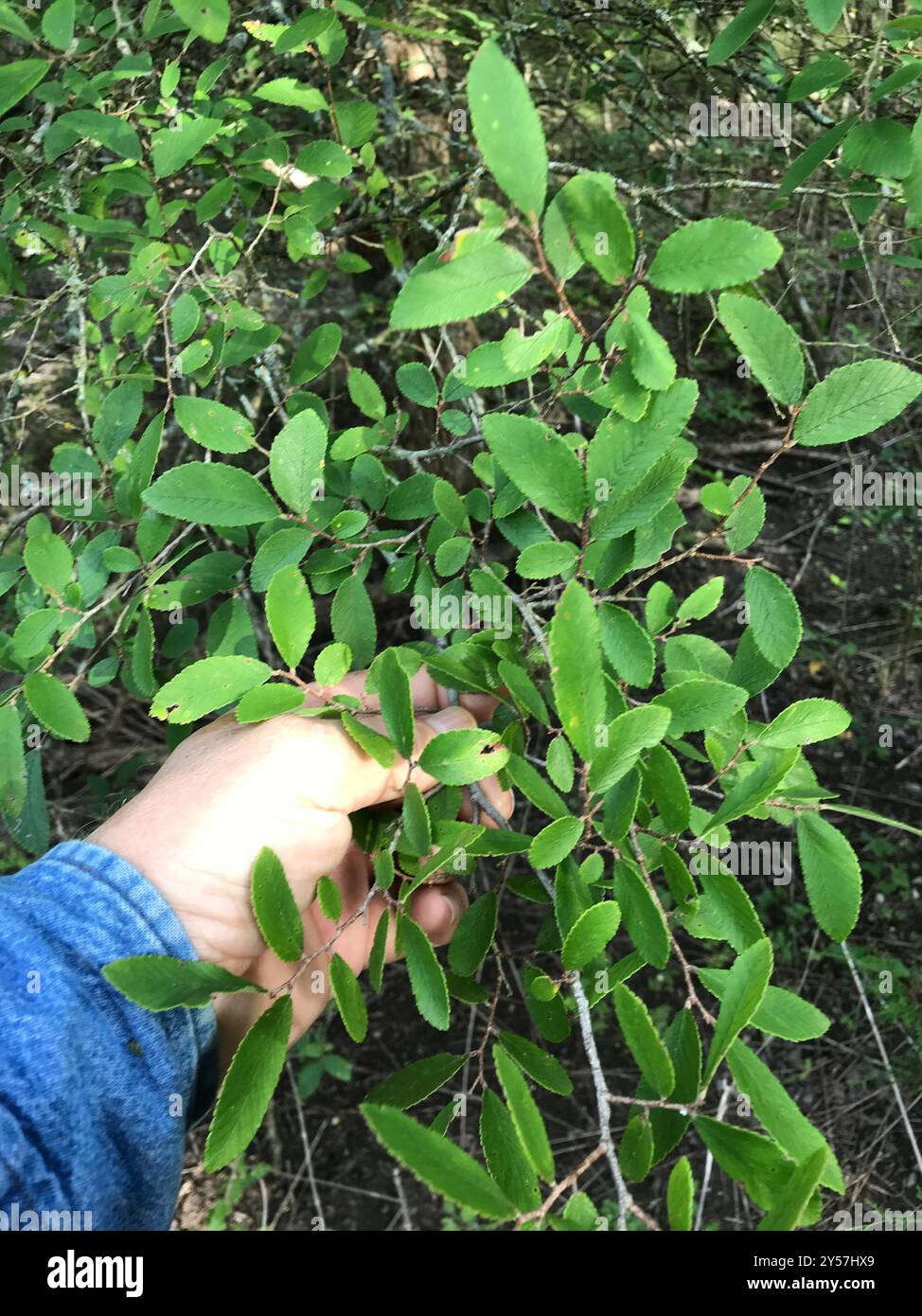 Cedar Elm (Ulmus crassifolia) Plantae Stock Photo - Alamy