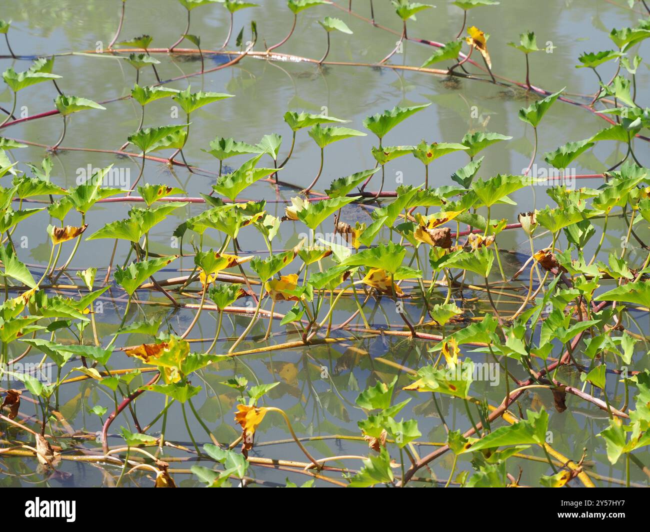 Water Morning Glory (Ipomoea aquatica) Plantae Stock Photo - Alamy