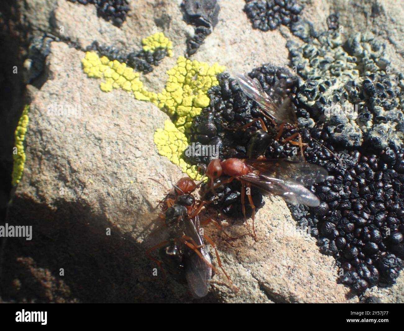 Wood, Mound, and Field Ants (Formica) Insecta Stock Photo - Alamy