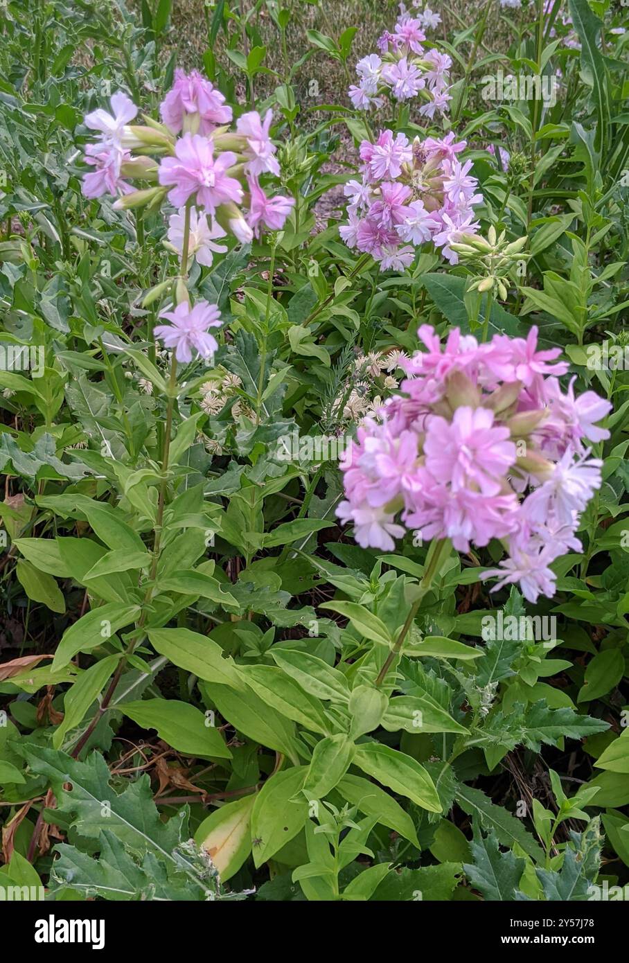 common soapwort (Saponaria officinalis) Plantae Stock Photo - Alamy