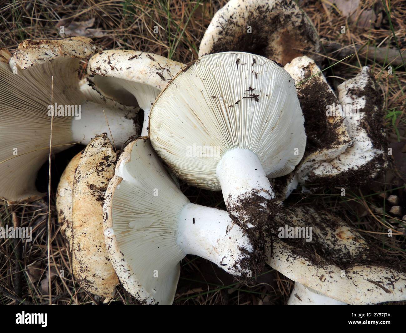 milk-white brittlegill (Russula delica) Fungi Stock Photo - Alamy
