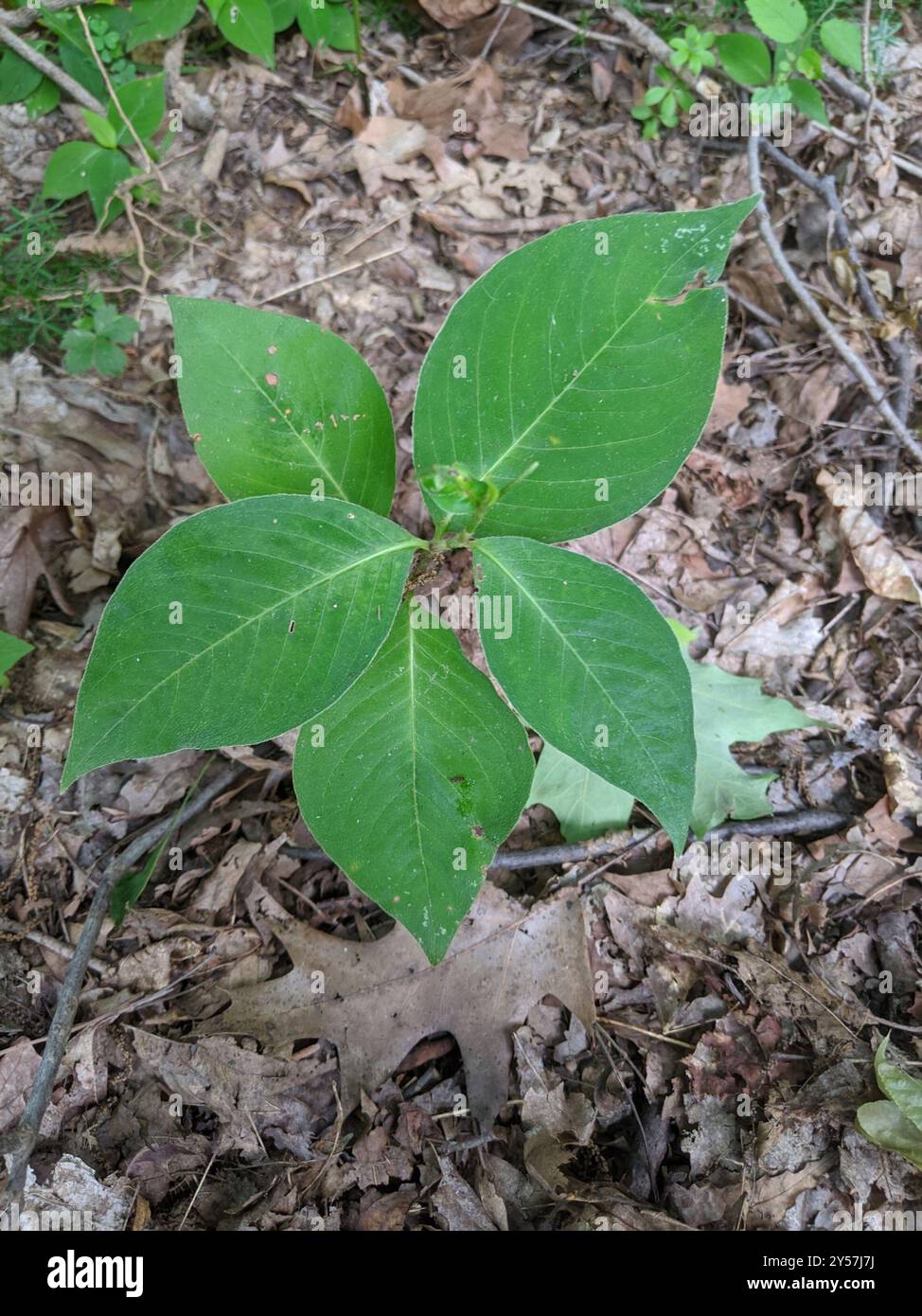 American jumpseed (Persicaria virginiana) Plantae Stock Photo - Alamy