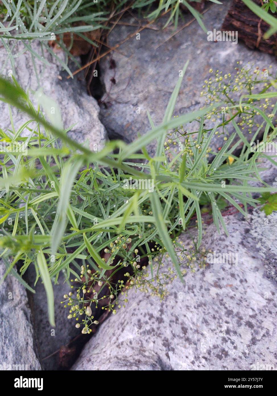 common toadflax (Linaria vulgaris) Plantae Stock Photo - Alamy