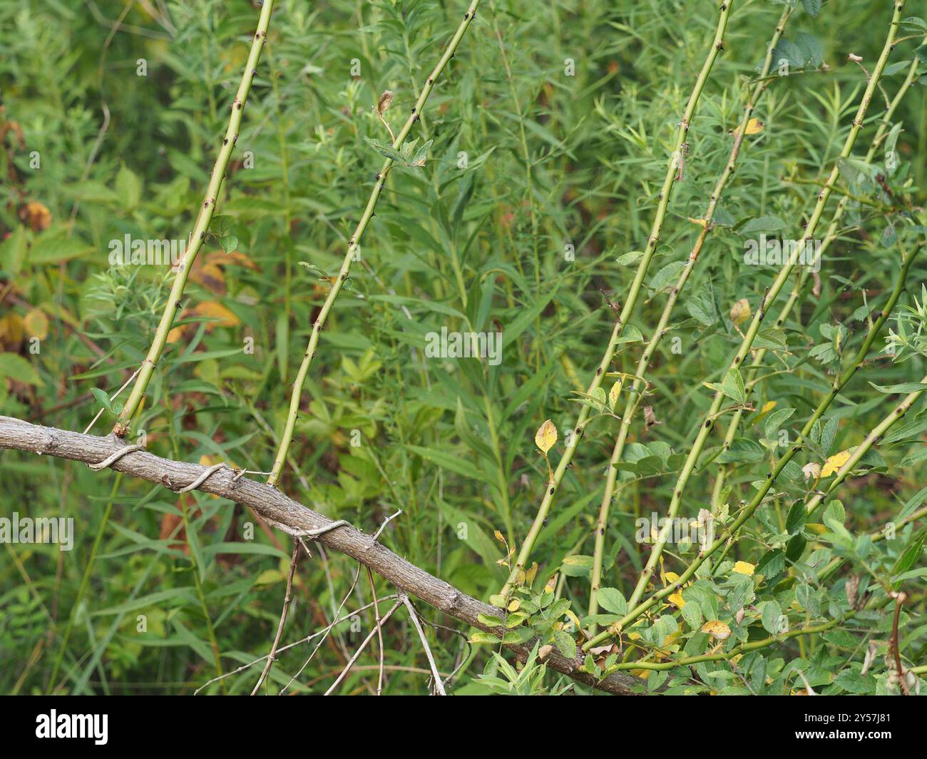 multiflora rose (Rosa multiflora) Plantae Stock Photo - Alamy