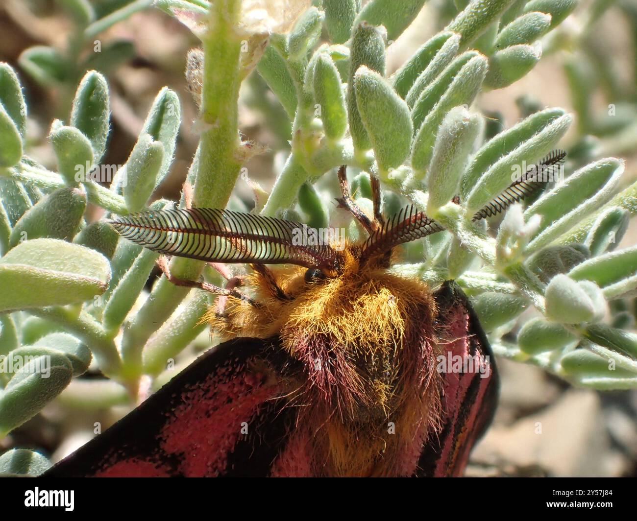 Western Sheep Moth (Hemileuca eglanterina) Insecta Stock Photo - Alamy