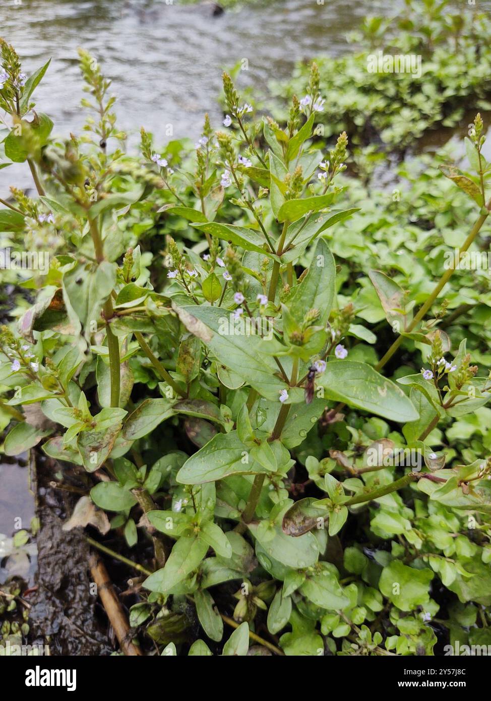 blue water-speedwell (Veronica anagallis-aquatica) Plantae Stock Photo ...