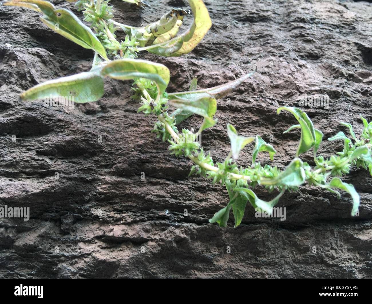Pennsylvania pellitory (Parietaria pensylvanica) Plantae Stock Photo ...