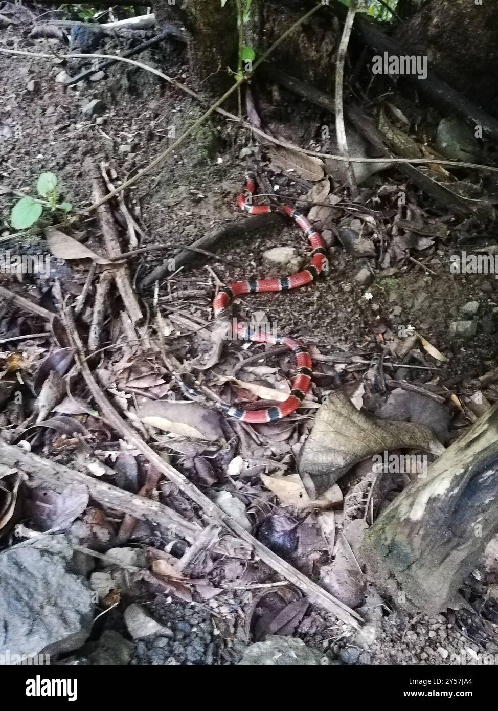 Central American Coralsnake (Micrurus nigrocinctus) Reptilia Stock ...