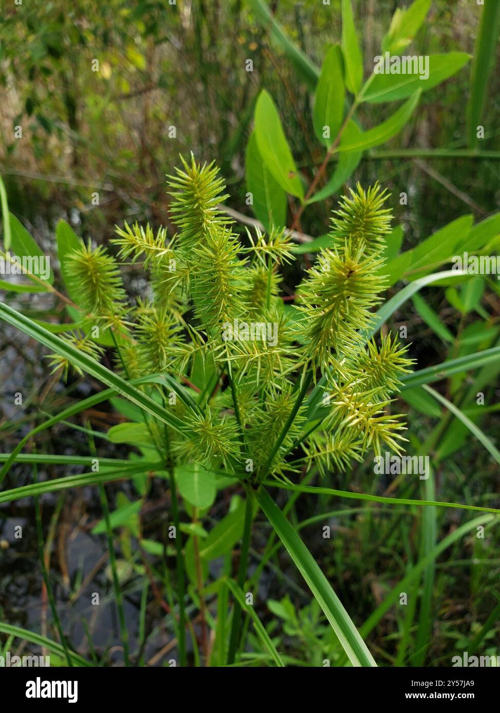 straw-colored flatsedge (Cyperus strigosus) Plantae Stock Photo - Alamy