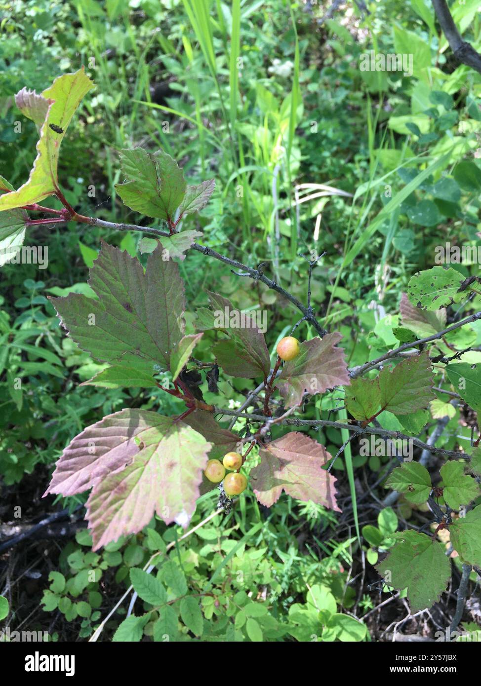 Viburnum edule hi-res stock photography and images - Alamy