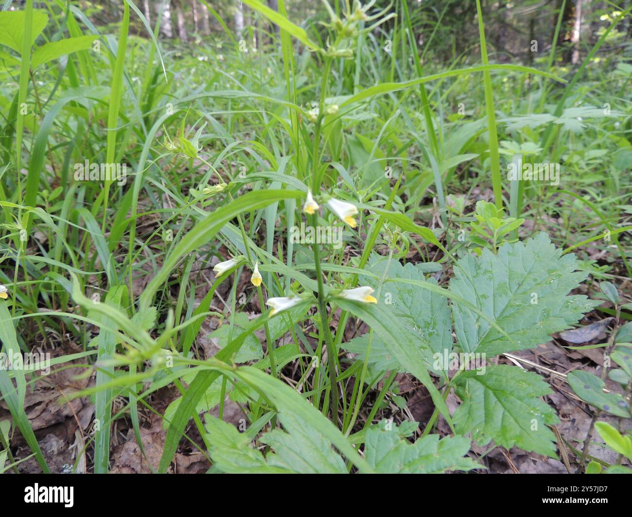 Common Cow-wheat (Melampyrum pratense) Plantae Stock Photo - Alamy