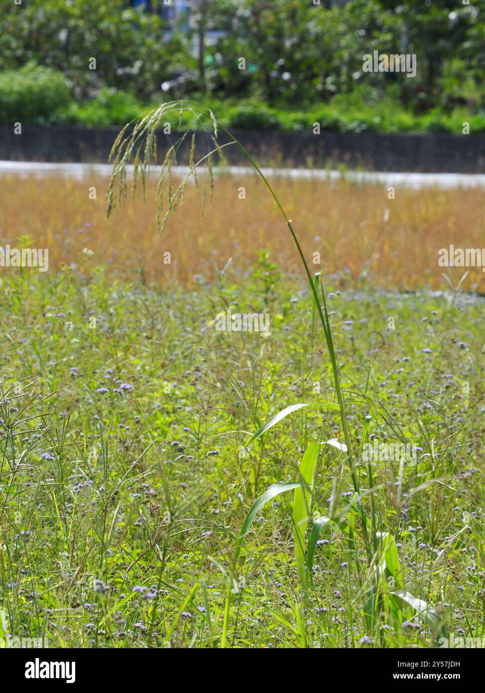 Wild Sorghum (Sorghum bicolor verticilliflorum) Plantae Stock Photo - Alamy