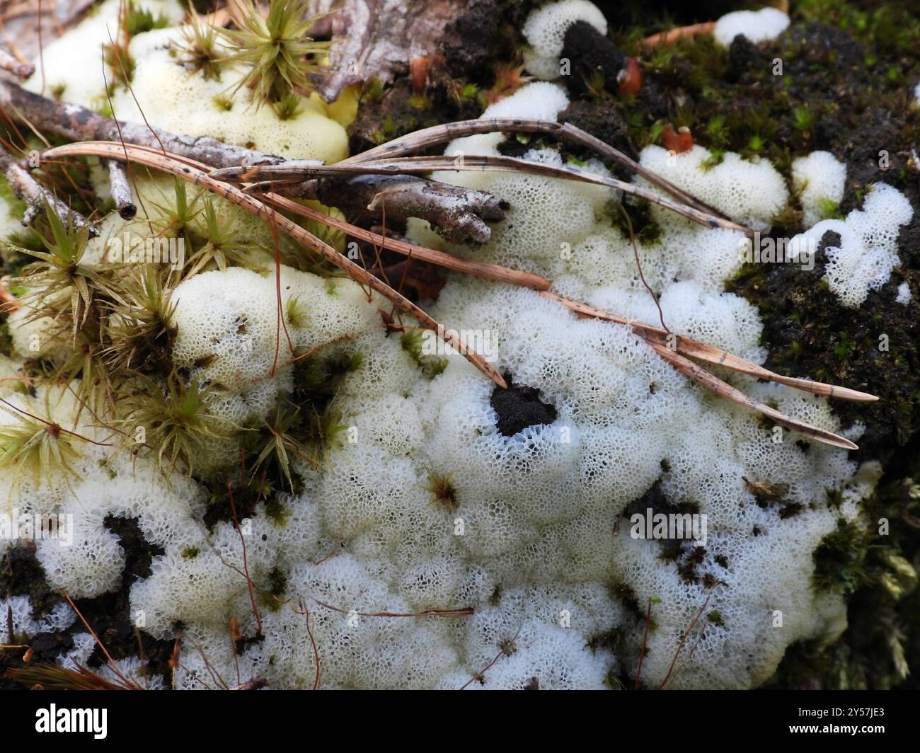 Honeycomb Coral Slime Mold (Ceratiomyxa fruticulosa) Protozoa Stock ...