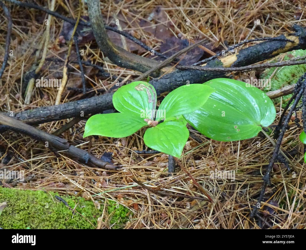 Canadian bunchberry (Cornus canadensis) Plantae Stock Photo - Alamy