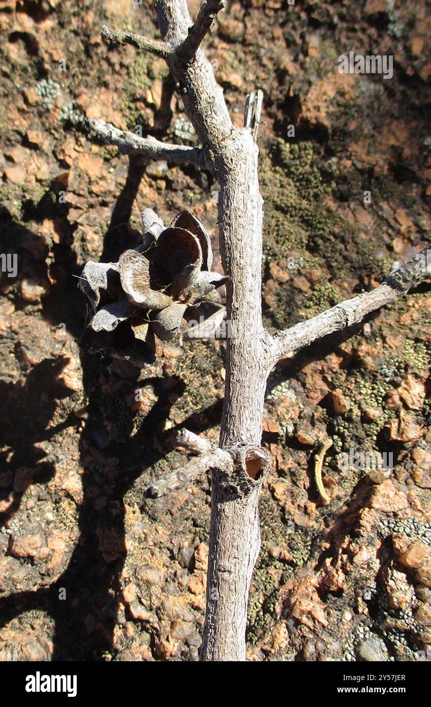 Jacket plum (Pappea capensis) Plantae Stock Photo - Alamy